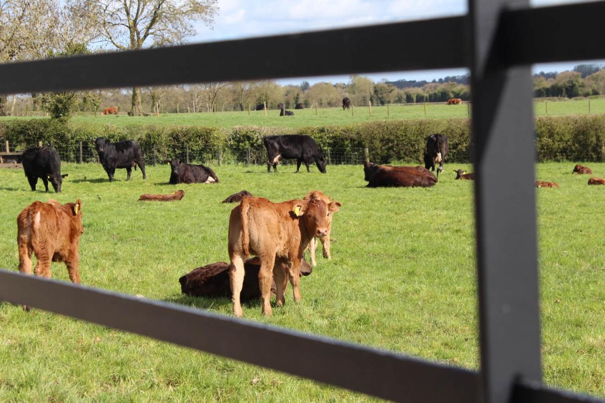 Estate Fence - Fencing product by Mulligan Fencing